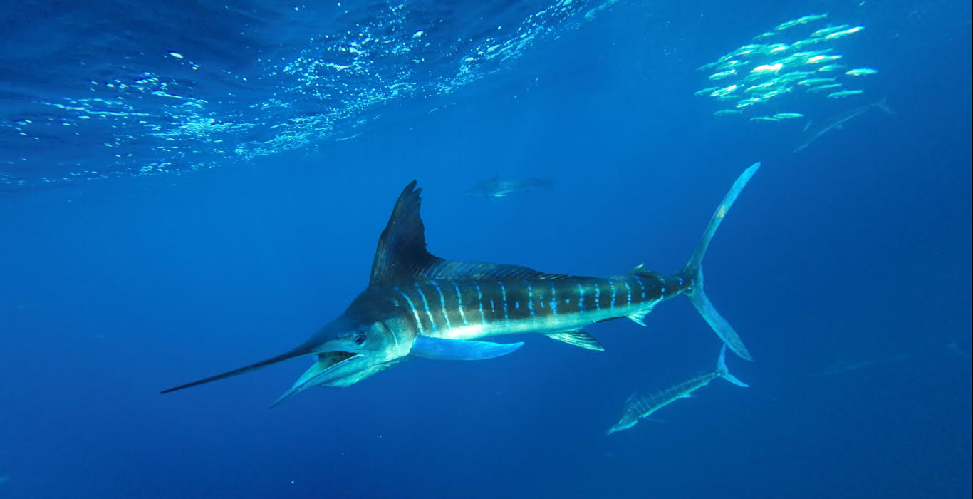 Sight Casting Marlin in Magdalena Bay